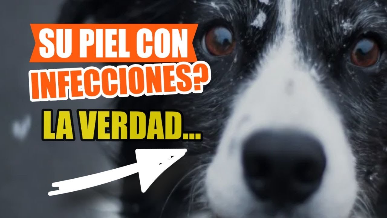 🐶INFECCIONES de la PIEL en PERROS ️(La Realidad) - YouTube