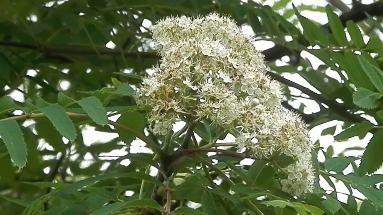 Jerebika (Sorbus aucuparia), Botanični vrt Maribor, Slovenija, 2017 ...