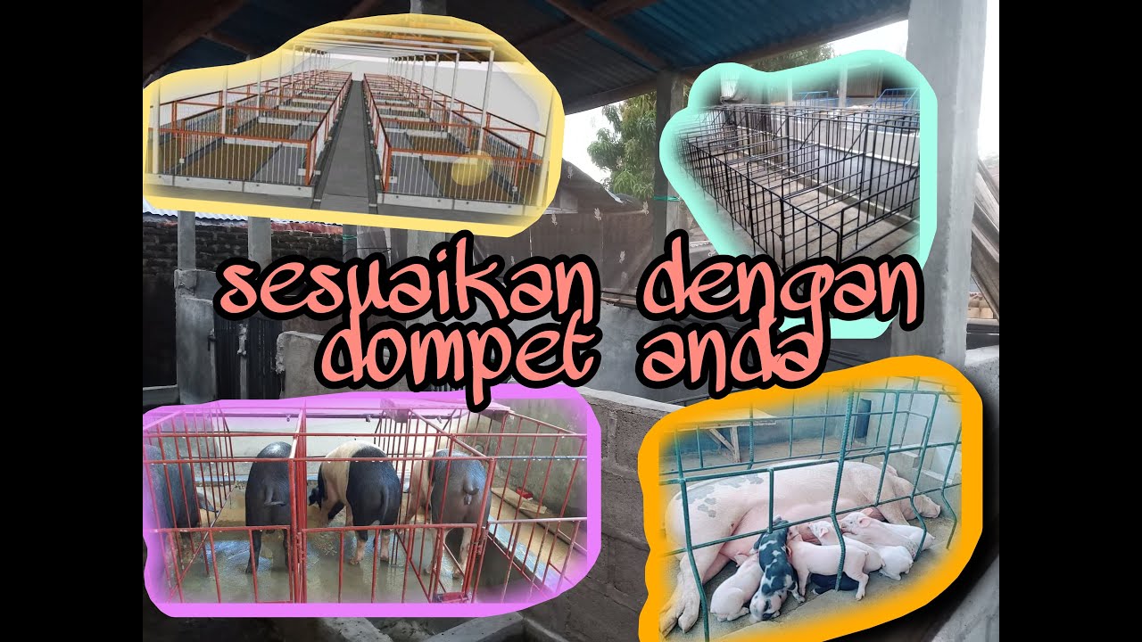 model dan tipe kandang babi - YouTube