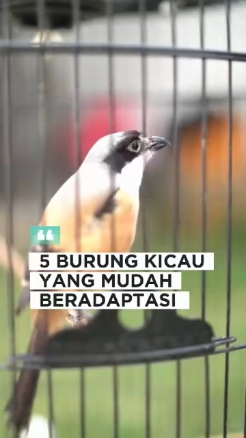 5 burung kicau yang mudah beradaptasi dengan lingkungan - YouTube