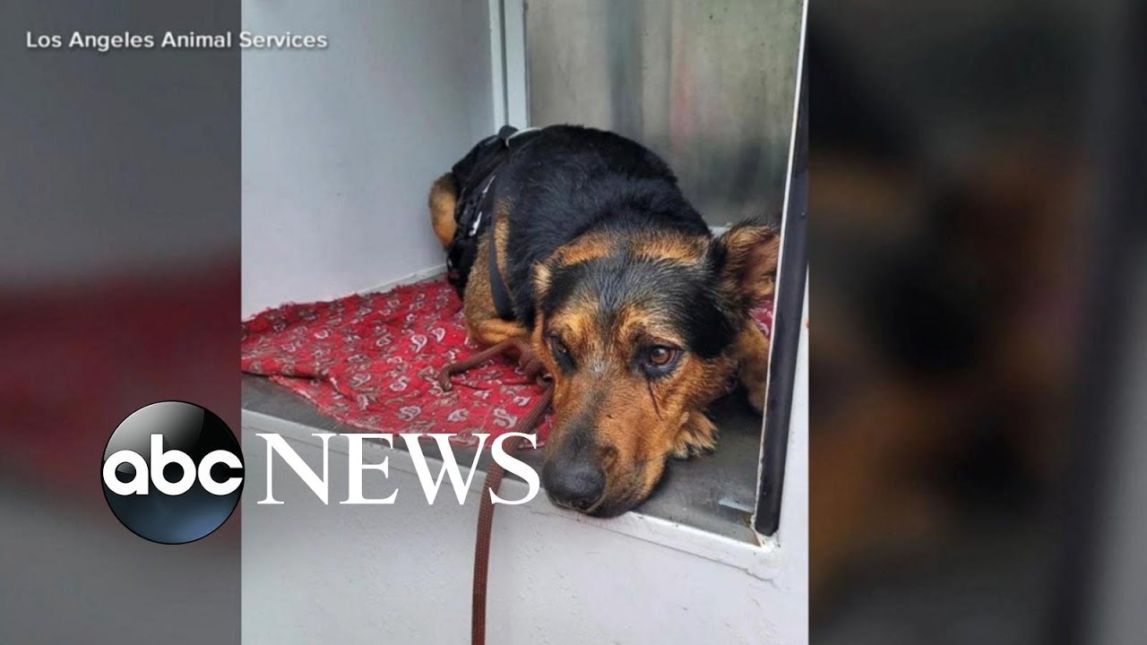 Dramatic dog rescue - YouTube