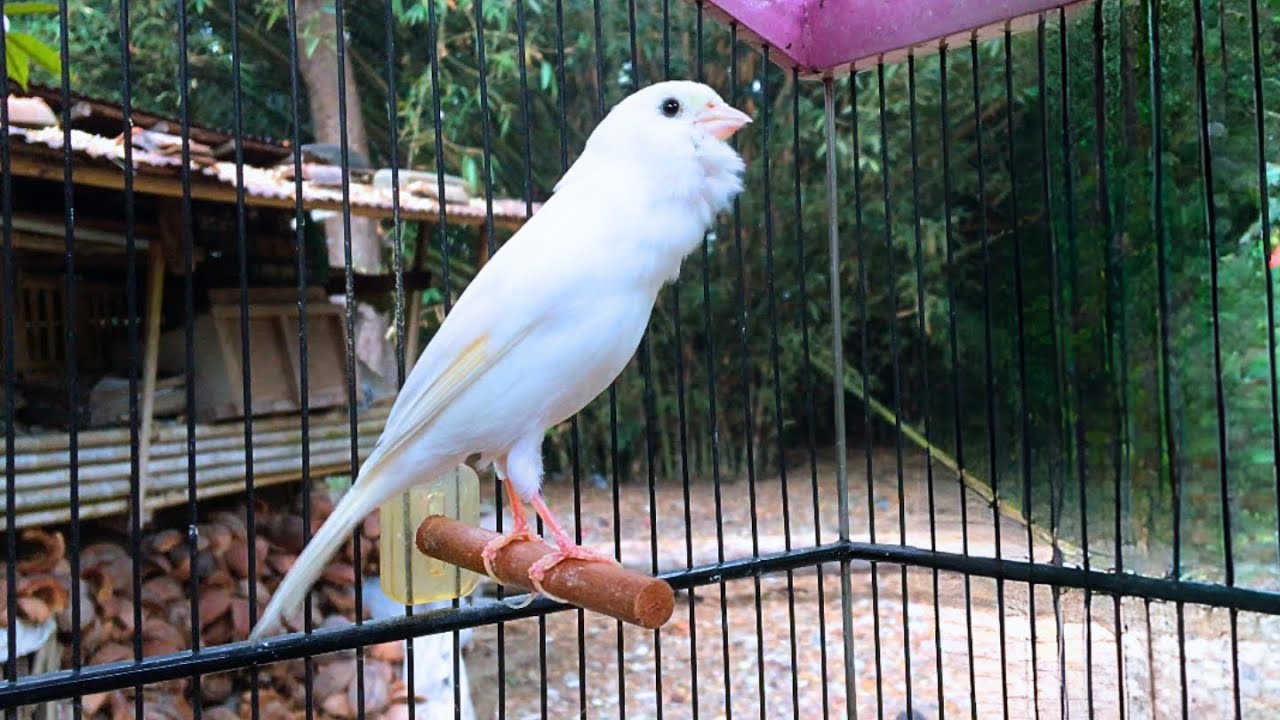 A Powerfull Belgian Canary Singing | The Best For Canary Training - YouTube