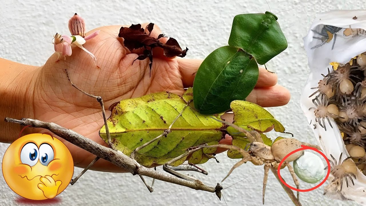 The Most Interesting Insects | Fascinating Insects 😮 - YouTube