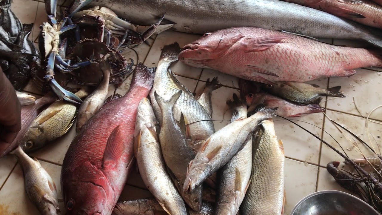 KRIBI : The cameroon´s paradise - Fish Market - YouTube