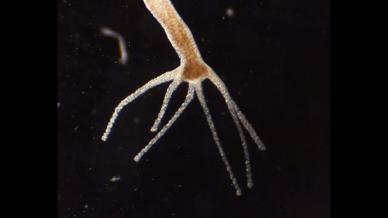 Brown hydra (Hydra oligactis) - YouTube