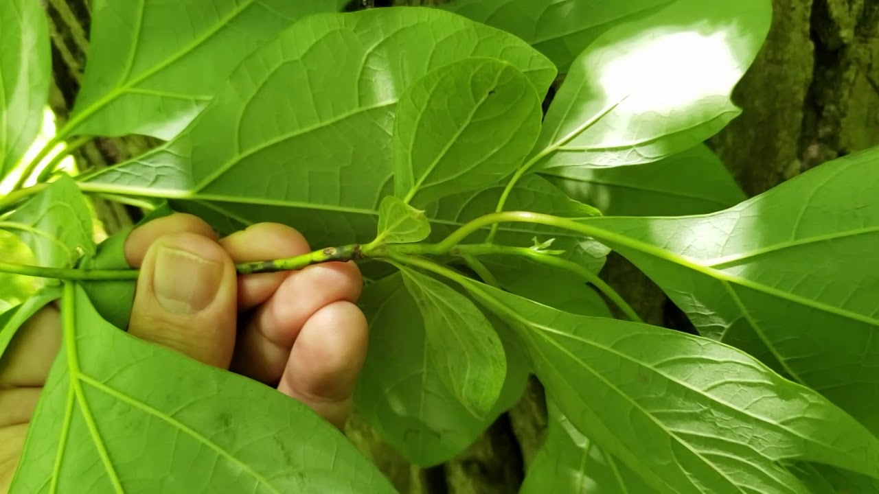 ID That Tree: Sassafras - YouTube