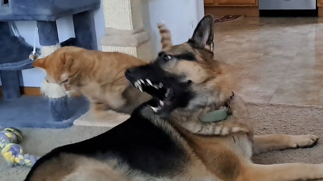 Leo working on his "Flying Squirrel" attack - YouTube