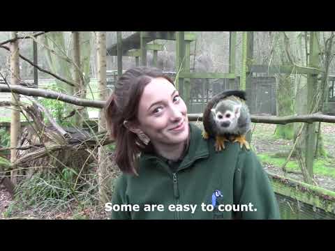Animal stock take at Beale Wildlife Park - YouTube