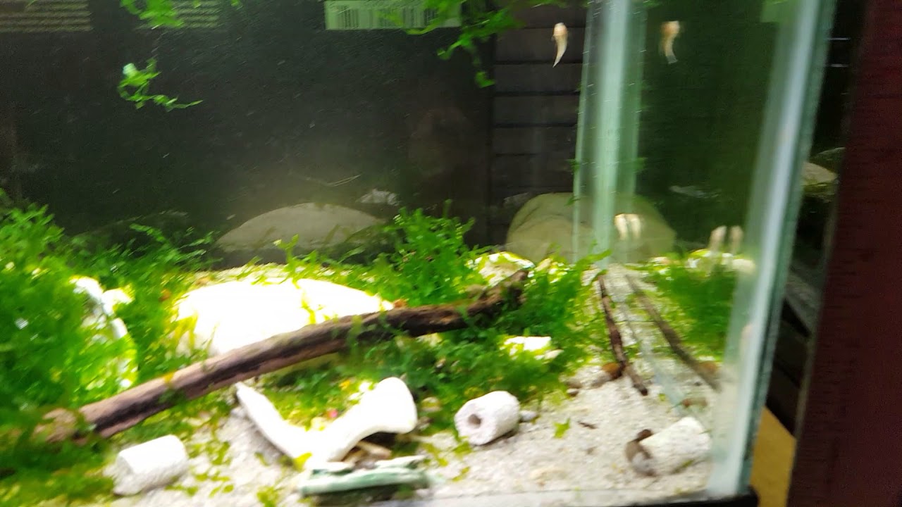 Pleco fry - YouTube