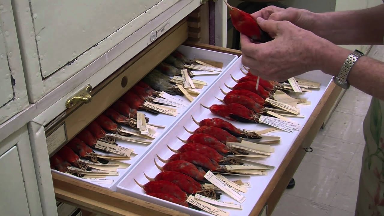 Ancient Avian Adventurer: Smithsonian Scientist Helen James - YouTube