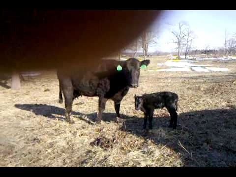 Mom that tried to trample me. Newborn