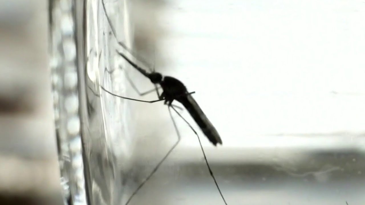 Standing water leads to rise in mosquitoes - YouTube