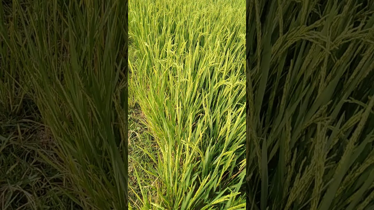 My polam(2) - YouTube