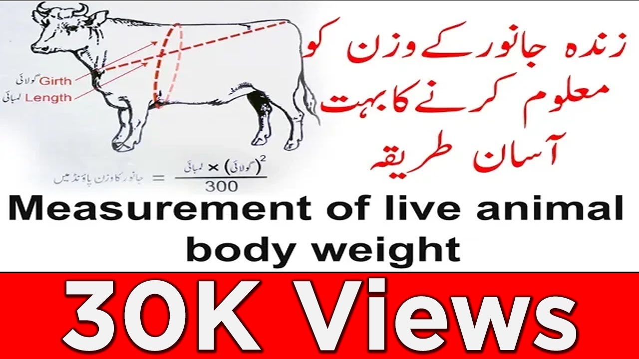Measurement of live animal body weightزندہ جانور کے وزن کو معلوم کرنے ...