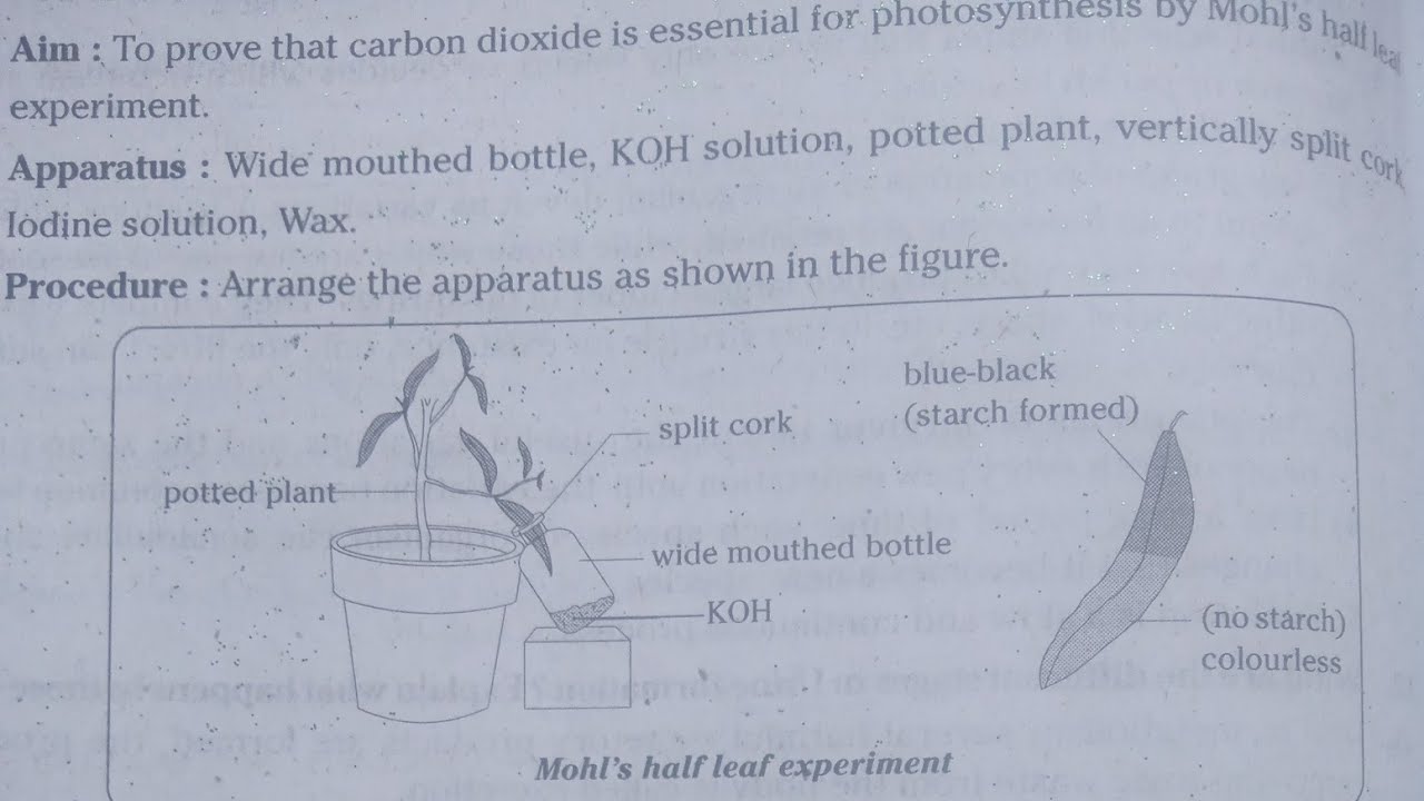 Mohls half leaf experiment 10 th class biology - YouTube