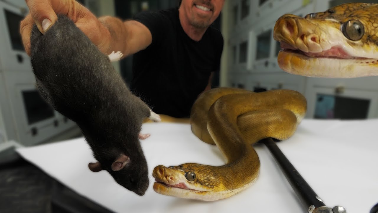 FEEDING MY GIANT SNAKE WITH CRAZY EYES - YouTube