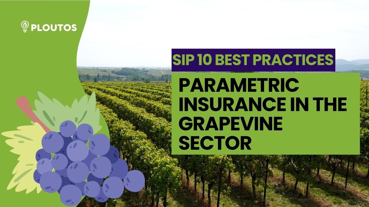SIP 10 Best Practices for the Grapevine Sector - YouTube