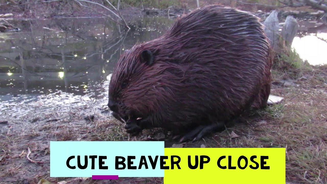 Cute Beaver Up Close - YouTube