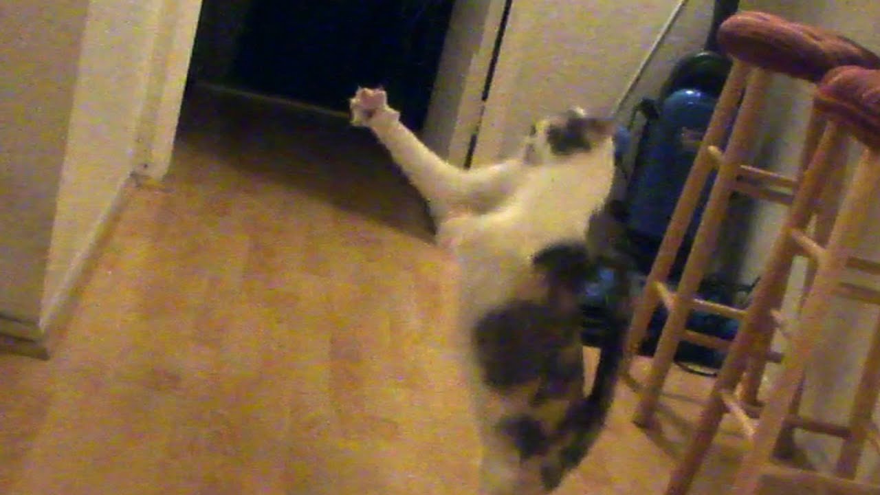 Cat possessed by the devil? - YouTube