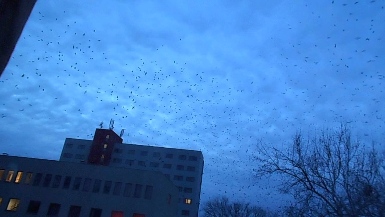 lots and lots of crows - YouTube