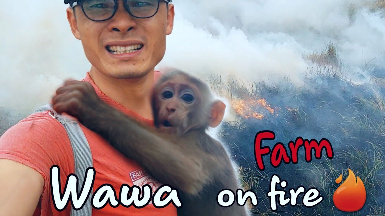 OMG Wawa Farm on Fire, Full process of Fire out the burn and saving ...