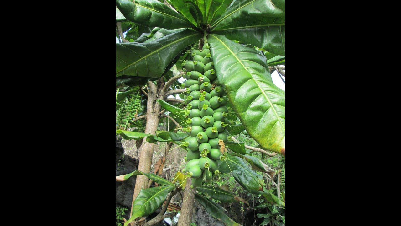 Oh My, Transplant me! Come take a peek at this AMAZING Bulging Cut NUT ...