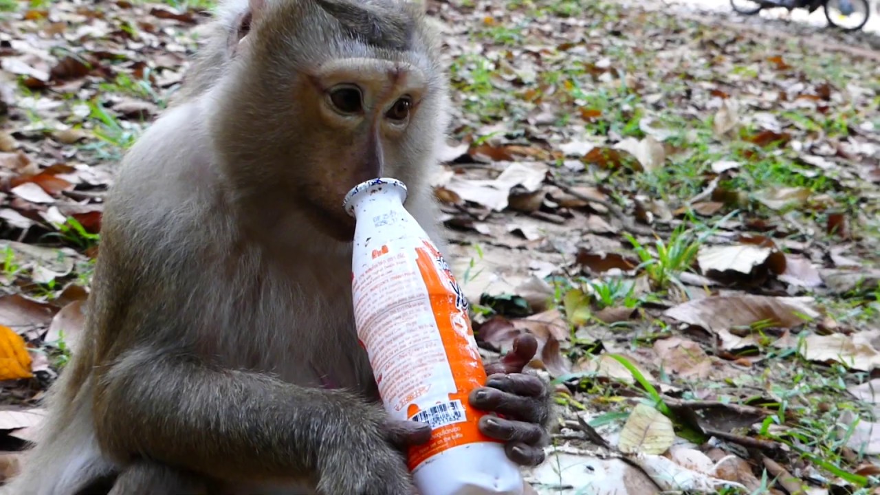 MG- What Ashley Drinking? Unbelievable Funny Monkey Ashley Drink Like ...