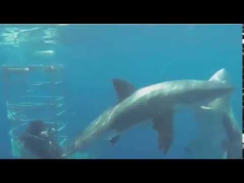Pelea entre dos tiburones blancos - YouTube