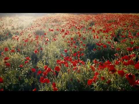 Champ de coquelicots MLN