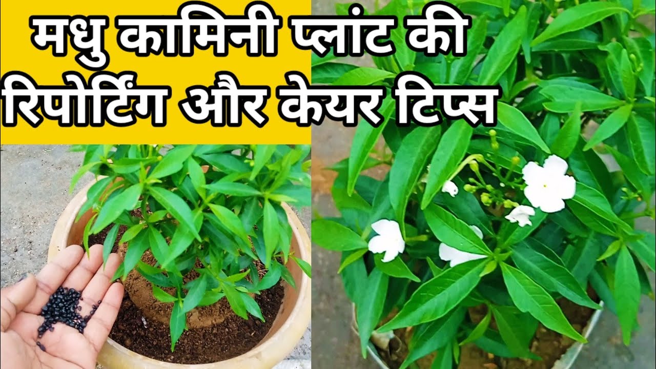 Madhu kamini Plant Repotting and care tips, kamini, mini kamini, Table ...