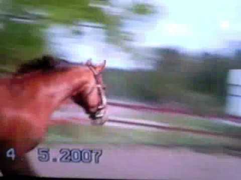 horses - jerk it out