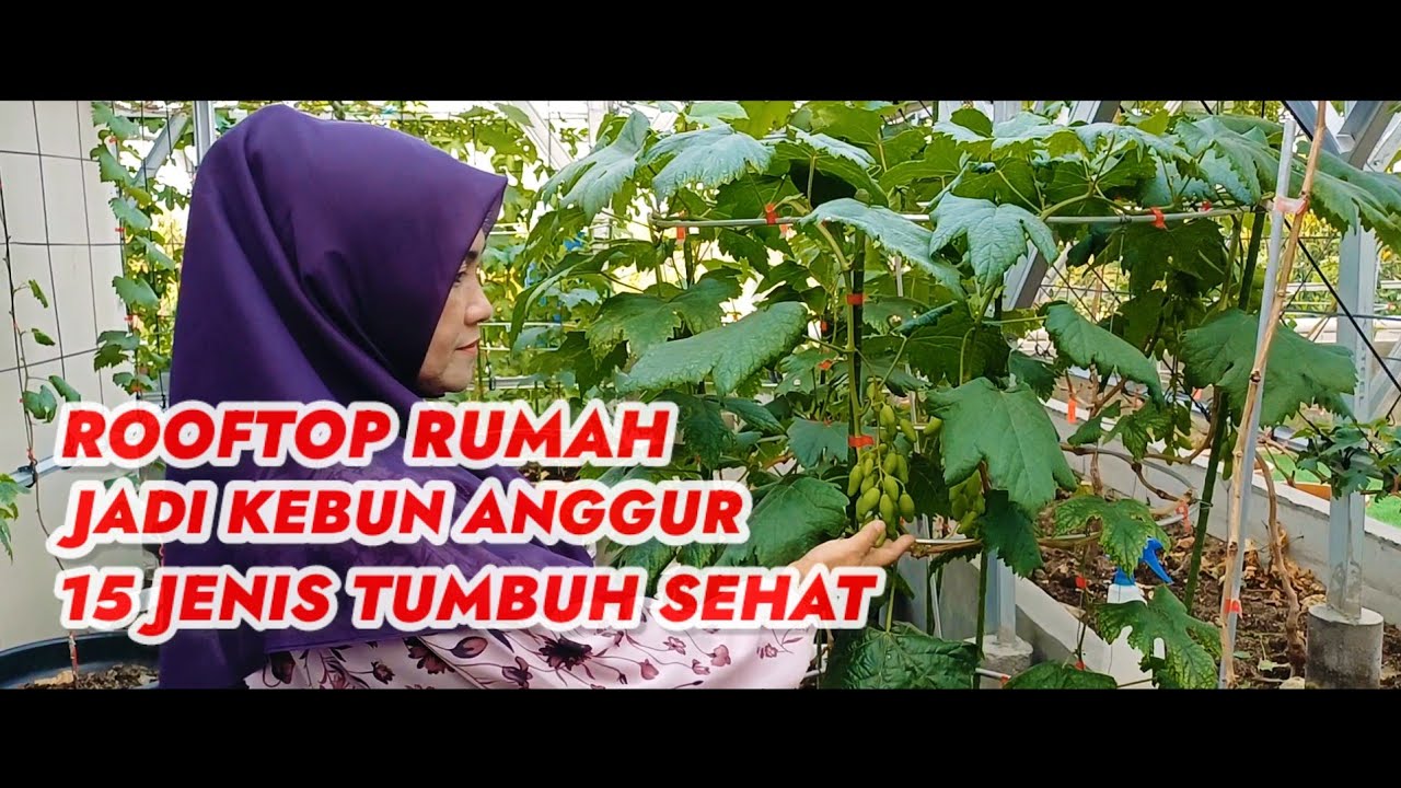 Sukses Budidaya 15 Jenis Anggur di Rooftop Rumah, Pengusaha Asal Garut ...