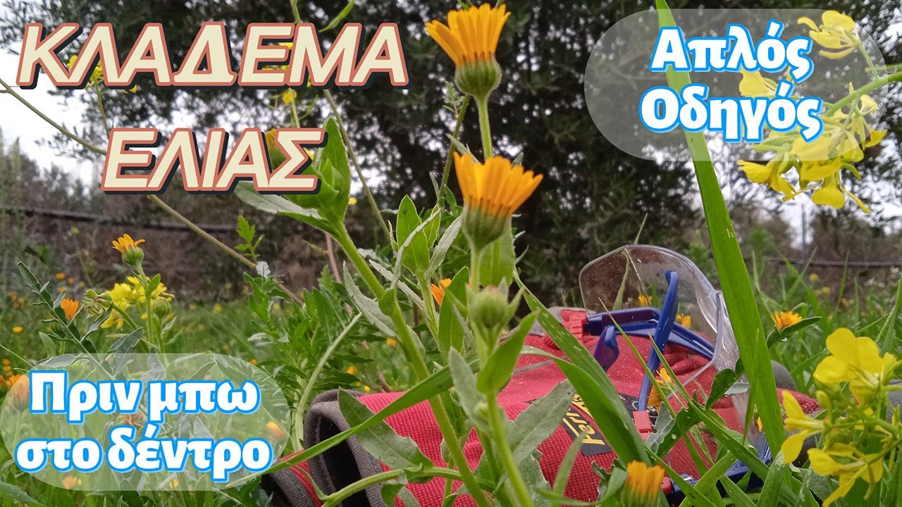 ️🪵ΚΛΑΔΕΜΑ ΕΛΙΑΣ🫒 ΠΡΙΝ ΜΠΩ ΣΤΟ ΔΕΝΤΡΟ-OLIVE PRUNING AND SIMPLE ...