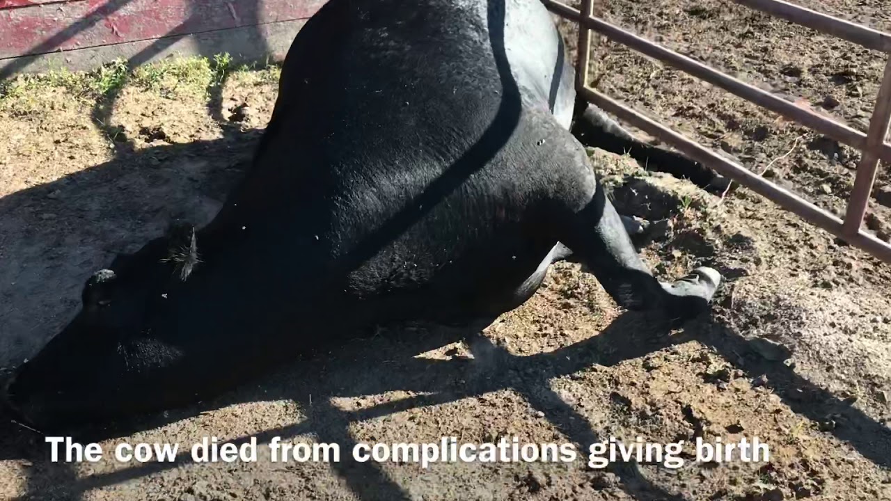 What to do with a dead cow? - YouTube