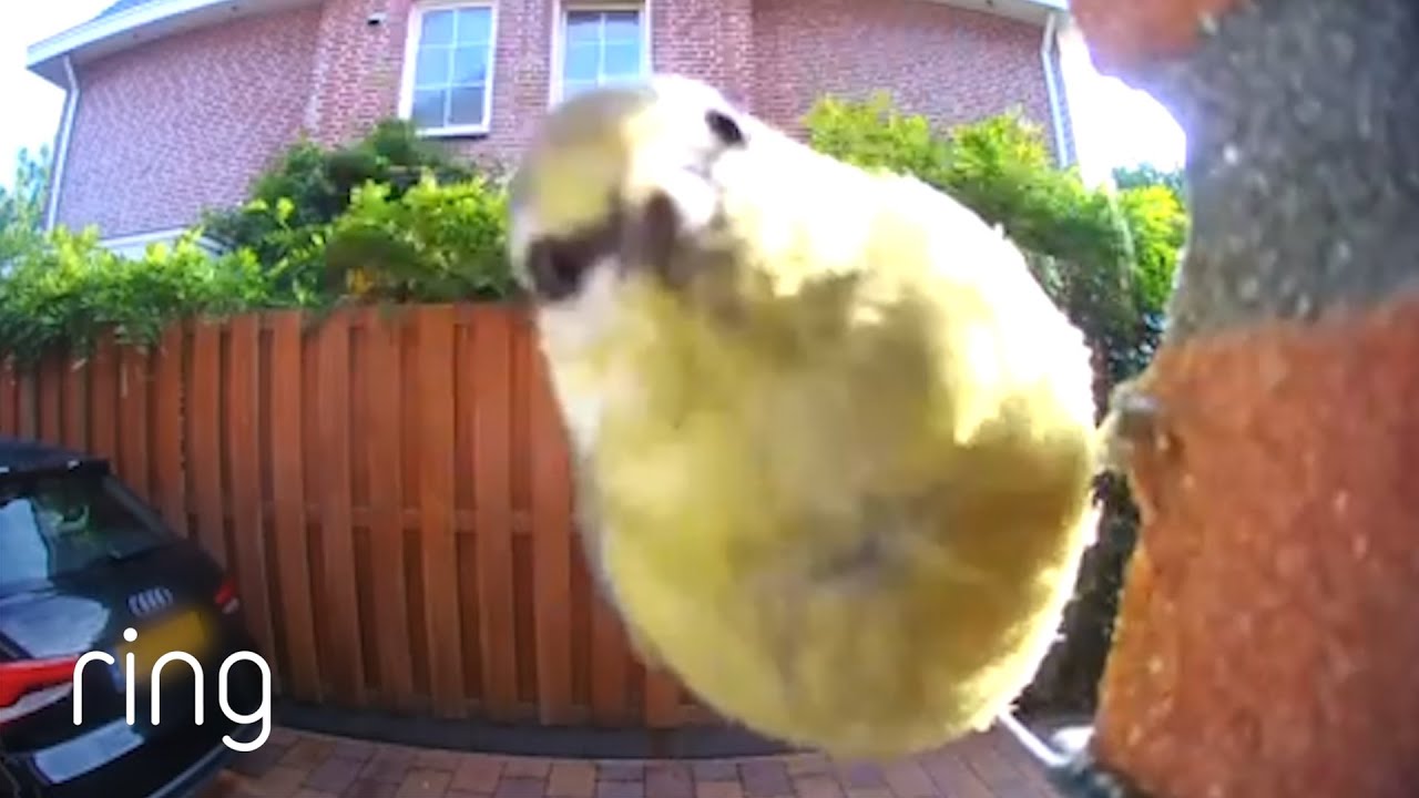 Bird Gets Up-Close and Personal With Ring Video Doorbell | RingTV - YouTube