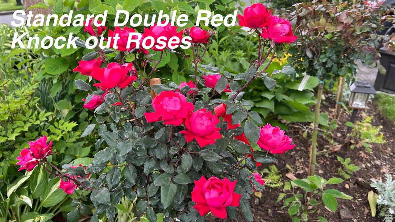 Double Red Knock Out Standard Roses - YouTube