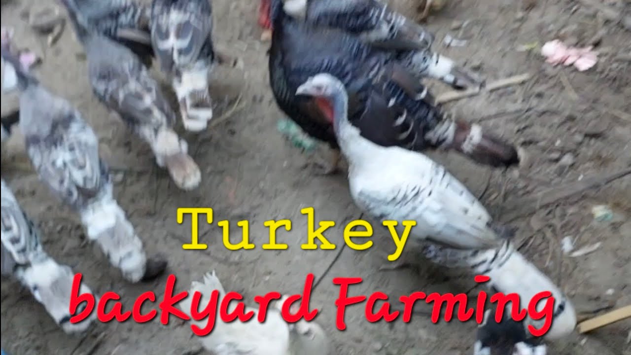 FEEDING TURKEY BACKYARD FARMING #turkeyfarming - YouTube