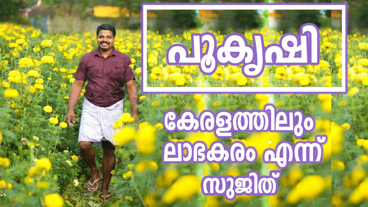പൂകൃഷി കേരളത്തിലും ലാഭകരം എന്ന് സുജിത് എന്ന യുവ കർഷകൻ ! | Sujith Swami ...