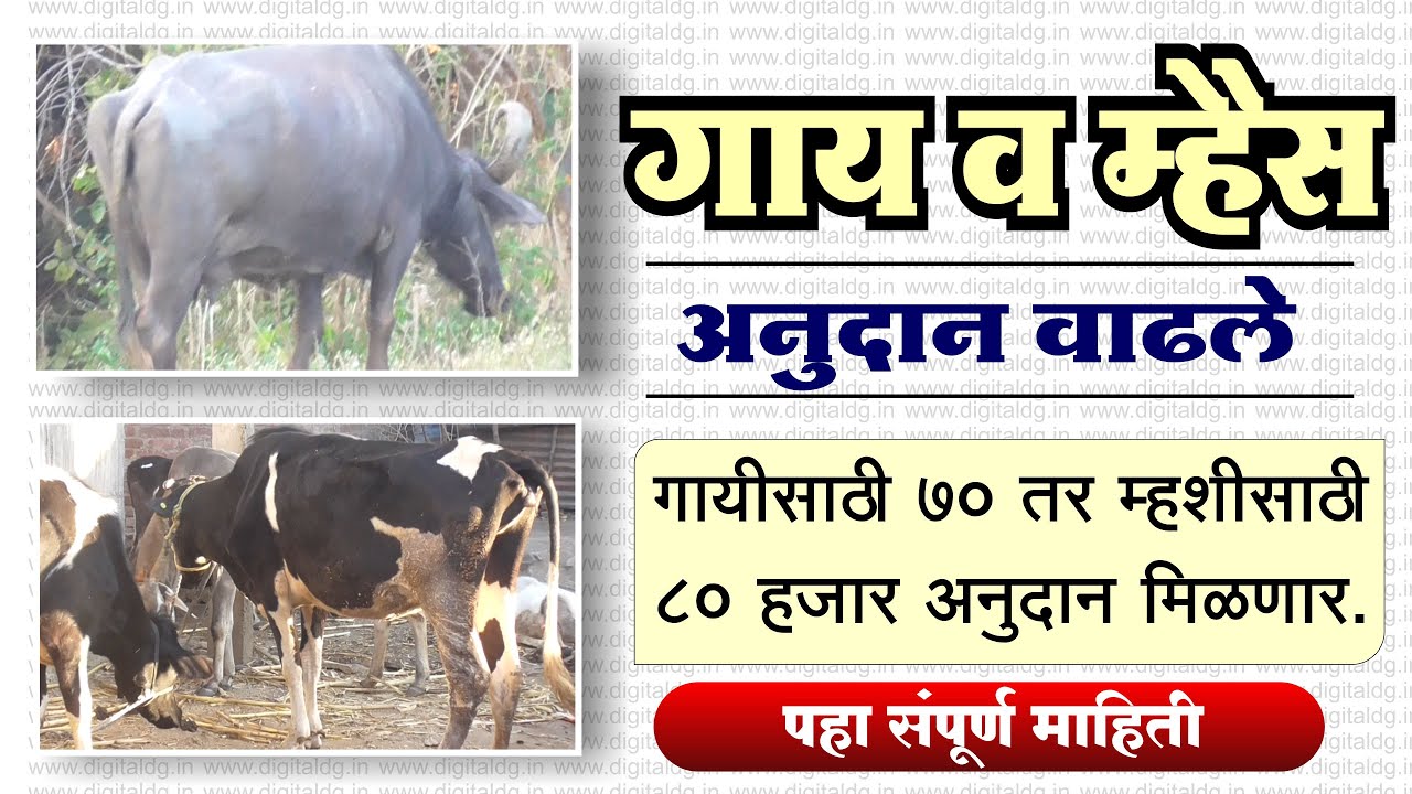 Gay mhais yojana mahiti 2023 | cow and buffalo subsidy increased | cow ...