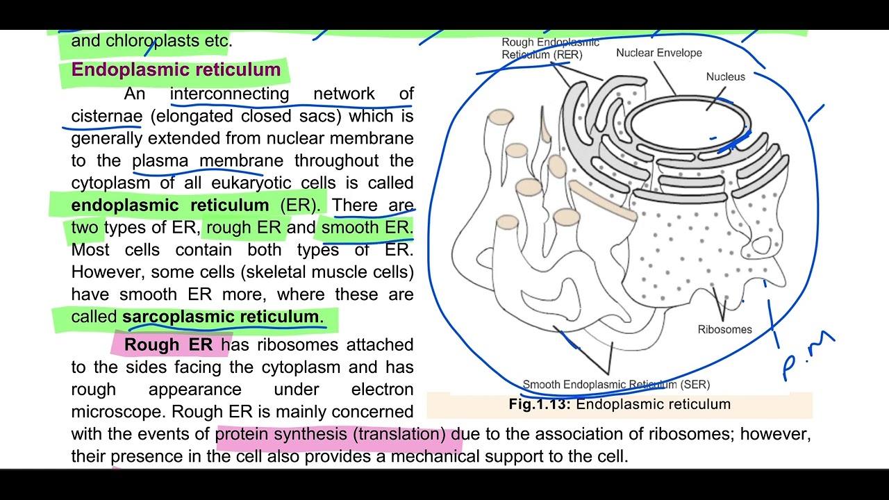 Endoplasmic Reticulum type and function cell organelles #RER #SER # ...