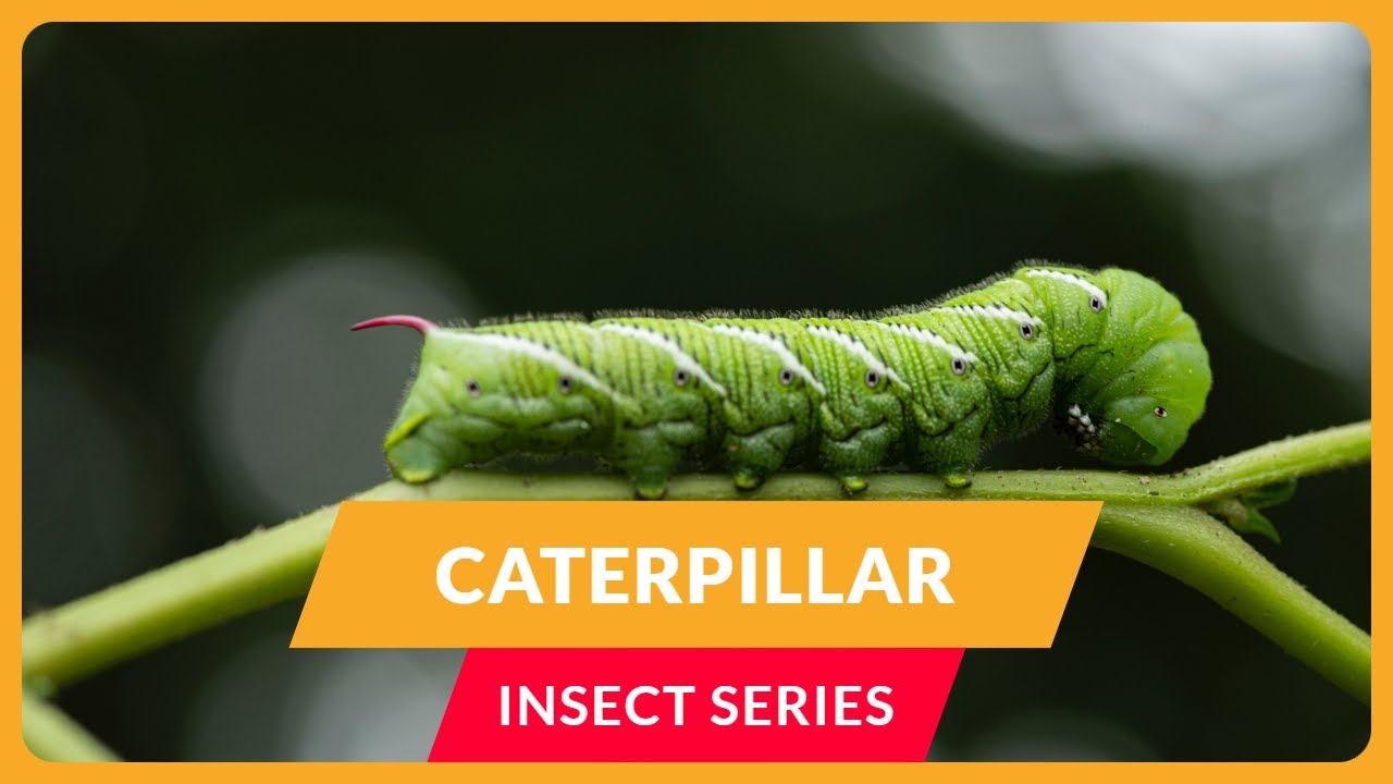 Caterpillar - Learn About Insect - YouTube