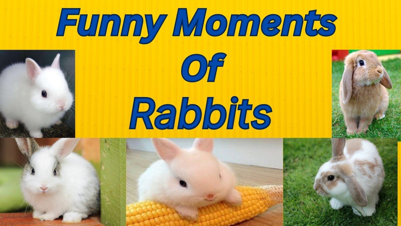 Cute Rabbits🐇 Funny Moments | Nature | Rabbit | Wildlife | #rabbit # ...
