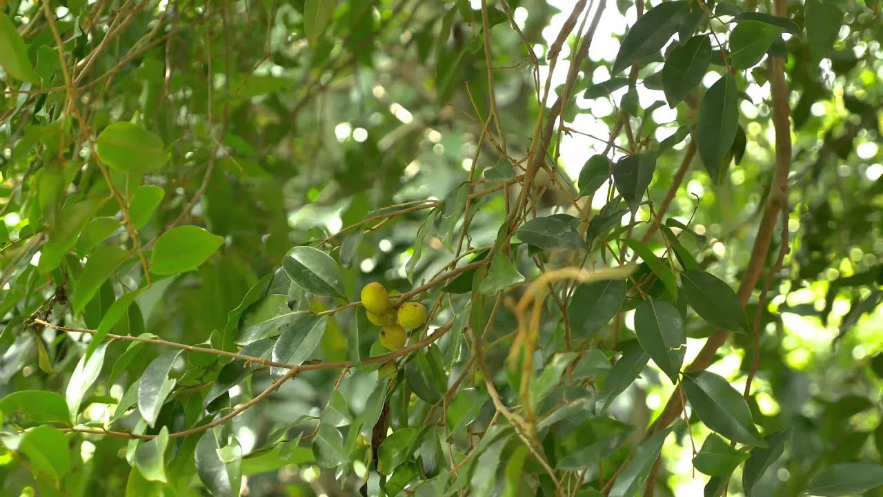 4k Stock Footage(Beautiful Nature/Fruits in forest) - YouTube