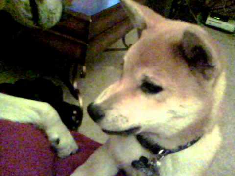 YELP PUPPY (Shiba Inu) - YouTube