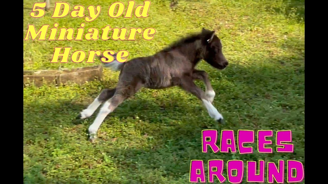 Adorable 5 Day Old Miniature Baby Horse Racing Around on a Warm Sunny ...