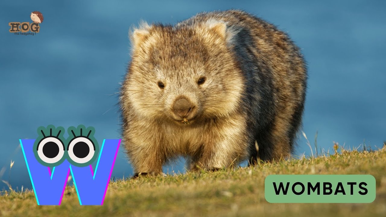 ABC Animal Adventure | A to Z Real Animals Learning Song | Cute Animals ...