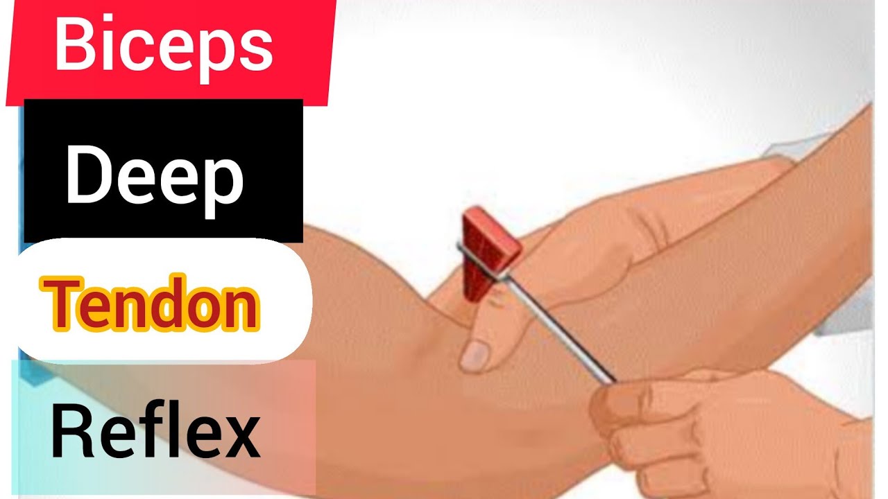 Biceps ( jerk ) Reflex - YouTube