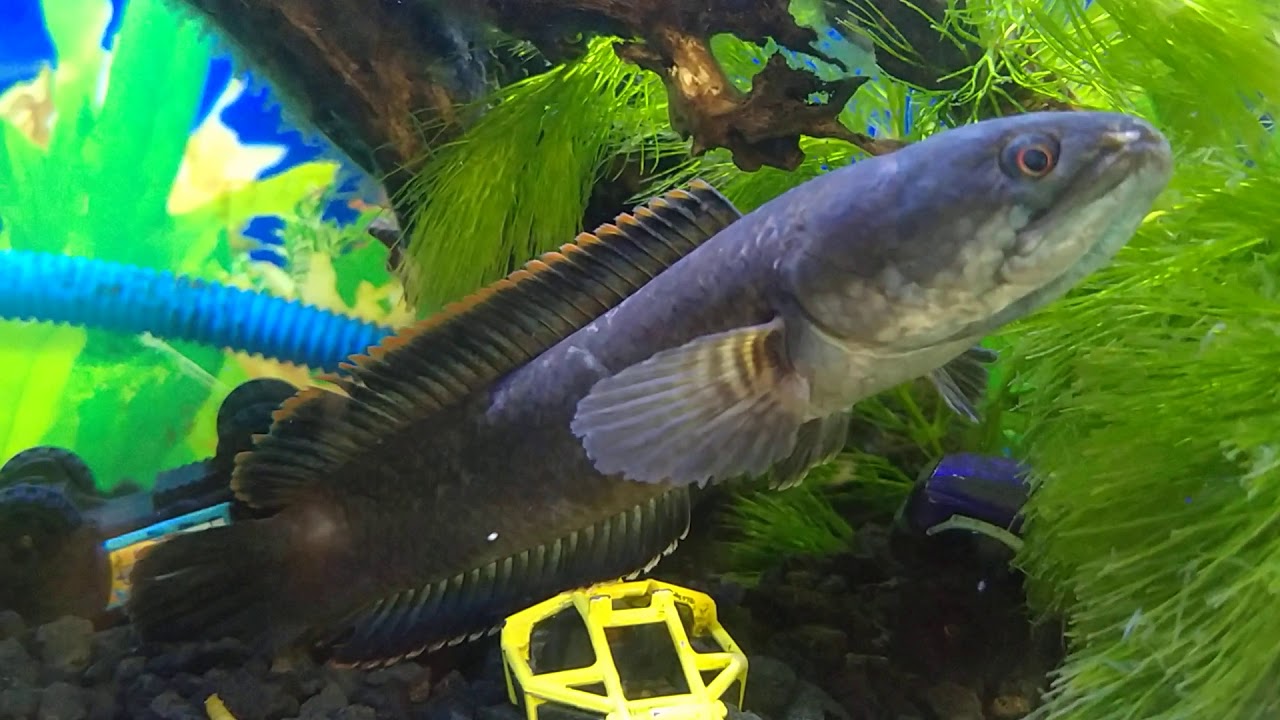 Ikan kotes dalam Aquarium - YouTube