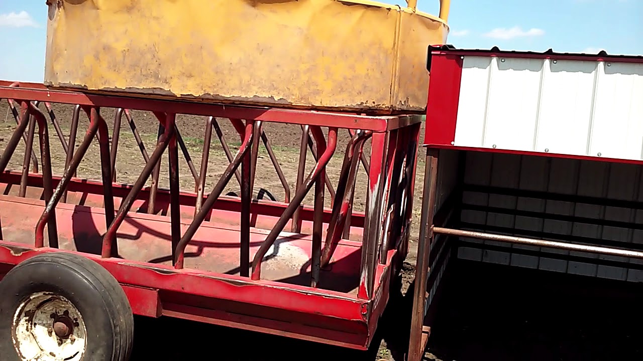 Windy day in calving paddock - YouTube