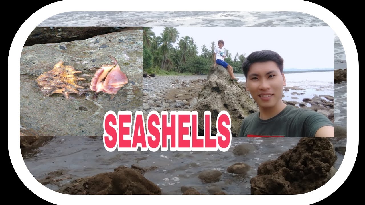 AYUDA SA DAGAT🥰 |SeaShells🐚🐚🦀| - YouTube